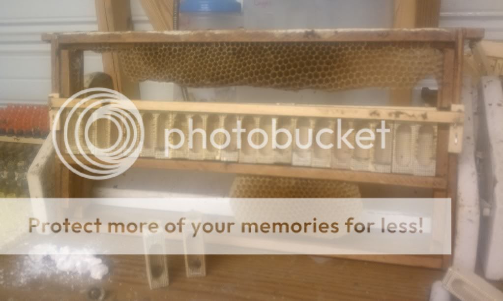 Larvae Transfer Stand | Beesource Beekeeping Forums