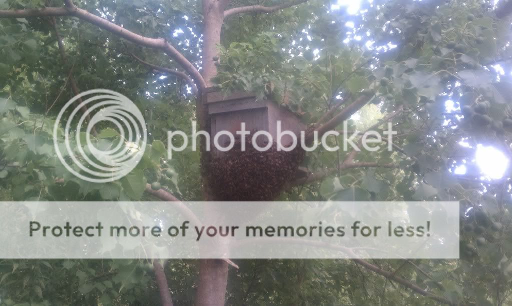 September swarms in south Alabama???? | Beesource Beekeeping Forums