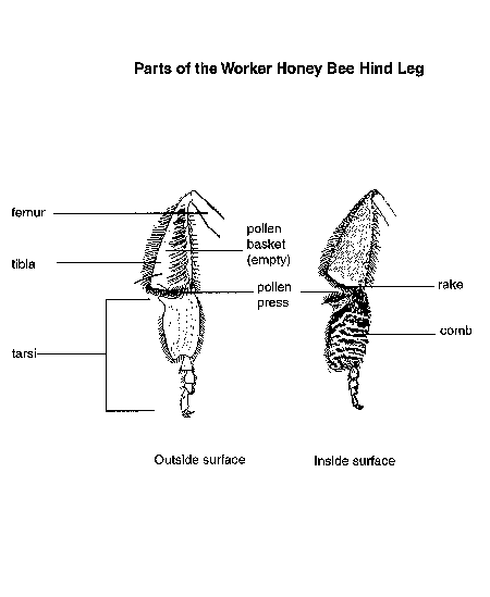 How do bees carry pollen? | Beesource Beekeeping Forums